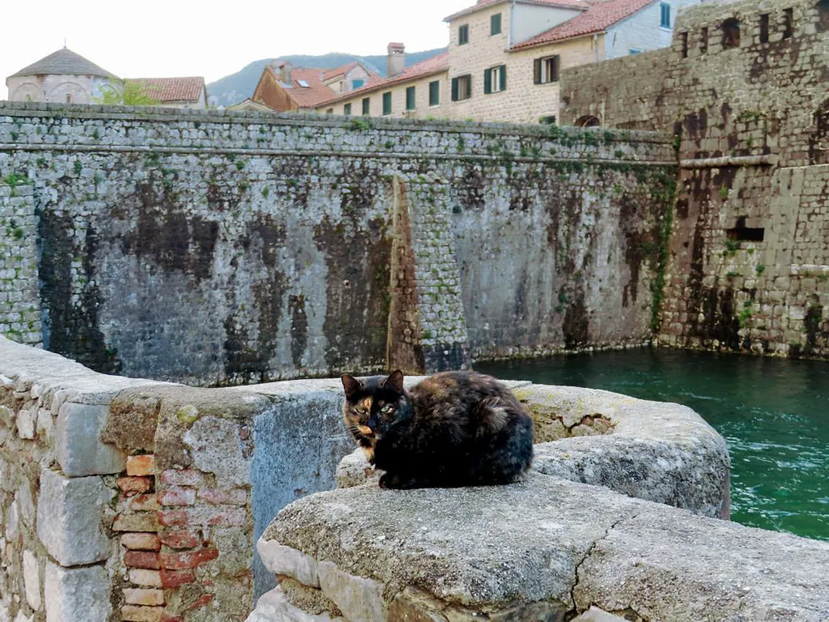 Kotor Local Customs Explained: Your Essential 2025 Guide | FEstivation.com